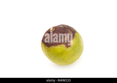 A picture of a single overripe or rotten lime. It is almost dry and is ...