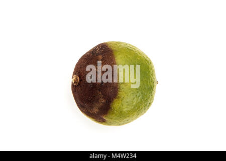A picture of a single overripe or rotten lime. It is almost dry and is ...
