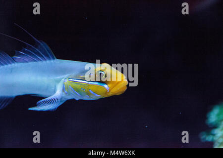 Sleeper Gold Head Goby (Valenciennea strigata), native to the tropical ...