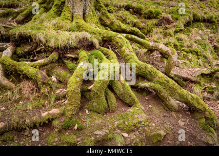 Moss covered tree roots Stock Photo - Alamy