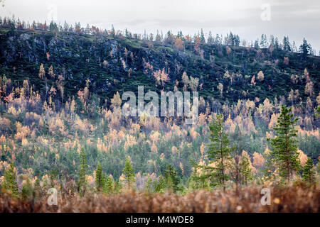 Mellow autumn. Midst of autumn in Boreal coniferous forests (taiga ...