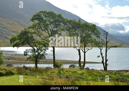 Trees on bank of Loch Etive Stock Photo - Alamy