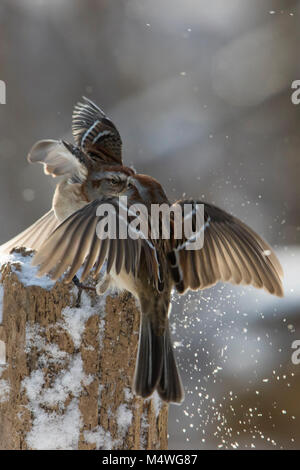 American tree sparrow fighting for food in winter Stock Photo - Alamy