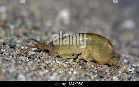 Sand hopper, Talitrus saltator, small crustacean on the sand Stock ...
