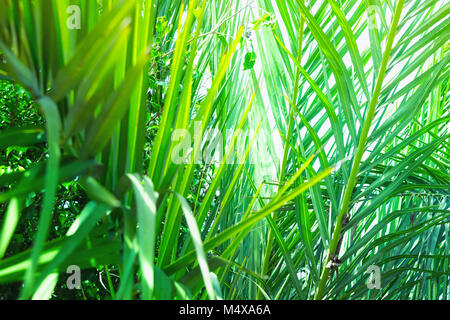 Coppice of Palm Trees with Long Dangling Spiky Leaves Forming a Natural ...