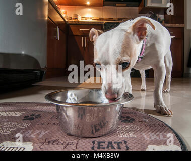 Little cute thirsty Jack Russell Terrier dog drinking cold water from a ...