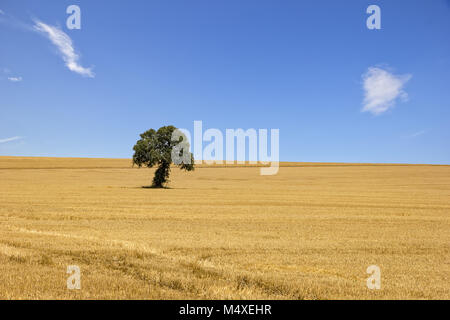 Alone tree in colorful farm field in Ballyvaughan, Ireland Stock Photo ...