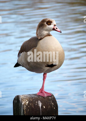 Bird standing on one leg Stock Photo - Alamy