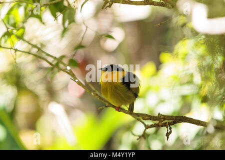 Golden collared manakin known as Manacus vitellinus in a tree Stock ...
