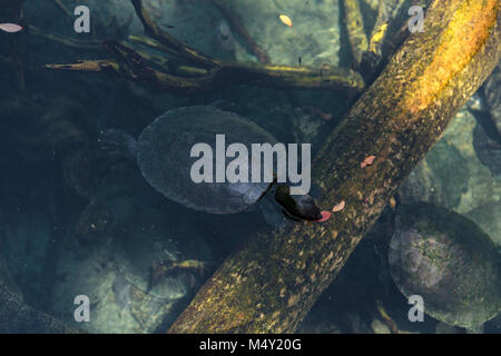 Northern river terrapin (Batagur baska), Bhawal National Park ...