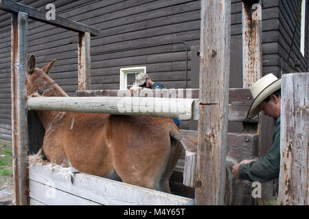 Packer with NPS Pack Animal Stock Photo - Alamy