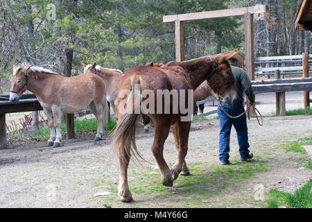 NPS Pack Animals Stock Photo - Alamy