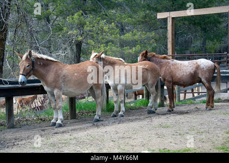 NPS Pack Animals Stock Photo - Alamy