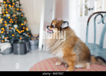 The Pomeranian (often known as a Pom) is a breed of dog of the Spitz ...