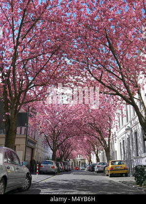 BONN, GERMANY - APRIL 18, 2016: People walking under rows of cherry ...