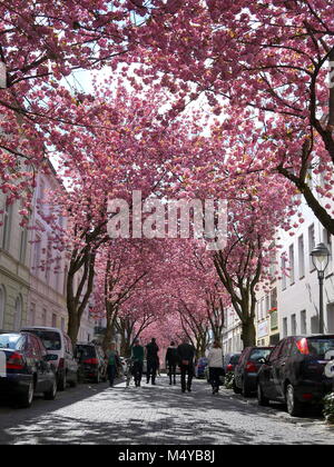 BONN, GERMANY - APRIL 18, 2016: People walking under rows of cherry ...