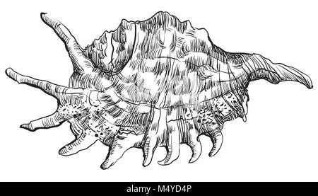 Seashell sketch. Conch shell drawing. Beach symbol Stock Vector Image ...