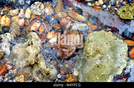 A closeup of beach pebbles under the sunlight Stock Photo - Alamy
