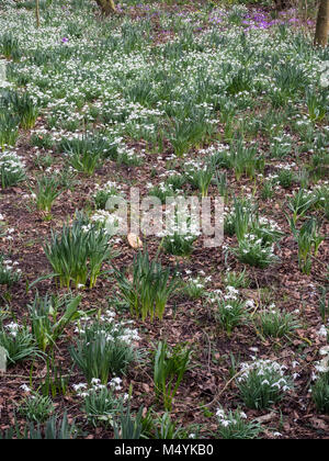 A drift of Snowdrops Stock Photo - Alamy