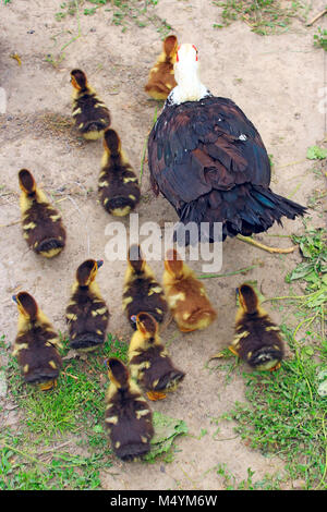Muscovy duck hen with amusing ducklings in the poultry Stock Photo - Alamy