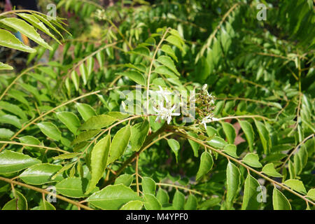 Murraya koenigii, Curry tree, Currybaum, seed, close up, seed size 5-6 ...