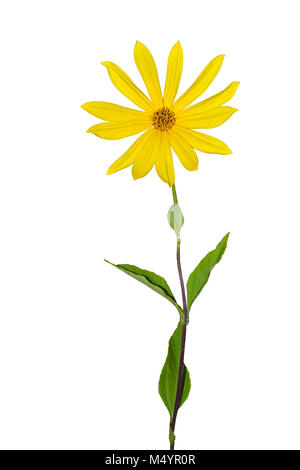 Jerusalem artichoke isolated on white background. Top view. Flat lay ...