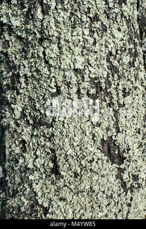 A closeup of moss on a tree bark Stock Photo - Alamy