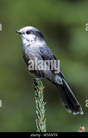 Grey jay / Meisenhaeher ( Perisoreus canadensis ), adult in winter ...