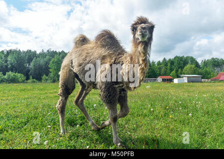 Camel walking in the field a clear day Stock Photo - Alamy