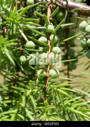 Juniper (Juniperus communis) tree, a native conifer species in the UK ...