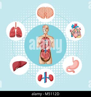 Chart showing organs of human body illustration Stock Vector Image ...
