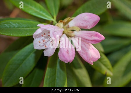 Rhododendron sutchuenense (Szechwan rhododendron), large evergreen ...