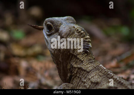 The tuatara is a unique reptile native to New Zealand. Despite its ...