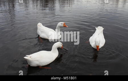 Domestic geese swim in the water. A flock of white beautiful geese in ...