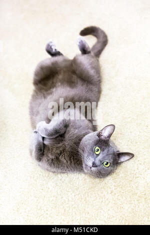 Cute young gray cat laying on white blanket Stock Photo - Alamy