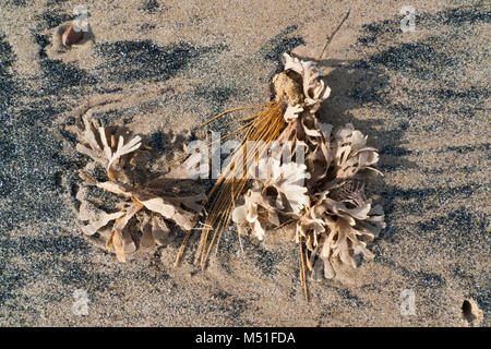The seaweed Irish Moss / Carragheen (Chondrus crispus). Seen here in ...