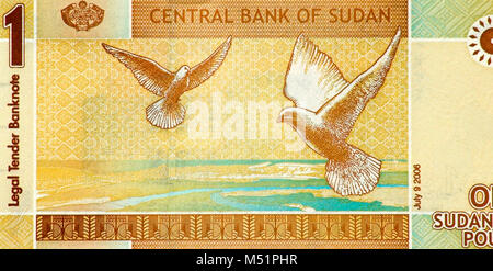 Money of Sudan. Sudanese pound bills. SDG banknotes. 100 pounds ...
