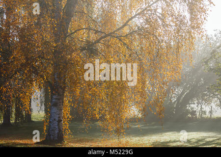 Birch trees in backlight in foggy autumn light Stock Photo - Alamy