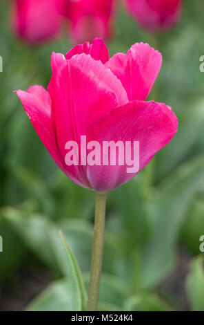 Tulip Lady Van Eijk Stock Photo - Alamy