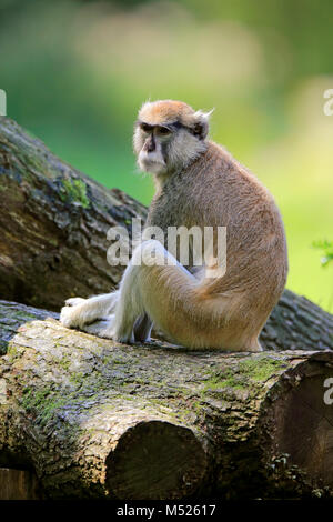 Common patas monkey Erythrocebus patas, adult and juvenile perched in ...