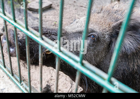 Ferocious wild boar in a cage Stock Photo - Alamy