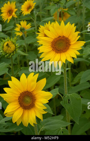 Two Sunflowers with Bees Stock Photo - Alamy