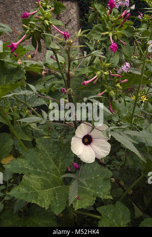 Dried Roselle Hibiscus sabdariffa calyces are contained within a woven ...