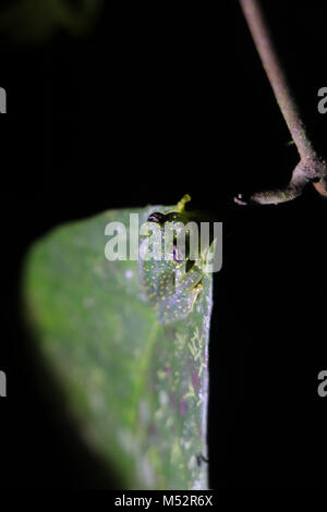 Cochranella glass frog Osa Peninsula Costa Rica Stock Photo - Alamy