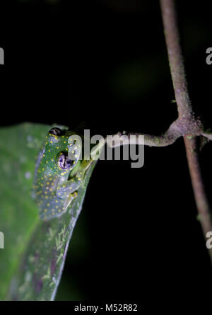 Cochranella glass frog Osa Peninsula Costa Rica Stock Photo - Alamy