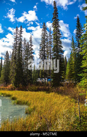 Coniferous forest at mountain resort on winter day Stock Photo - Alamy