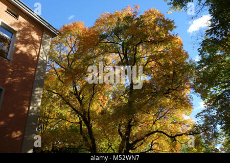 Montpellier maple, French maple (Acer monspessulanum), tree at a wall ...