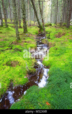 A small stream in the mossy forest Stock Photo - Alamy
