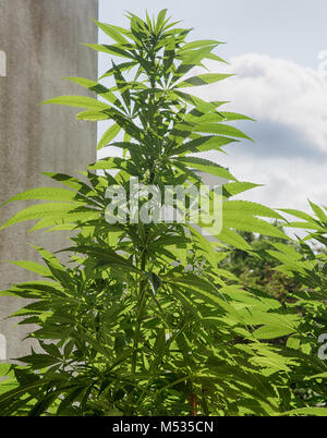 Manila hemp plant Stock Photo: 53072052 - Alamy