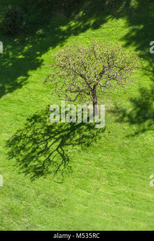 Tree from above Stock Photo - Alamy